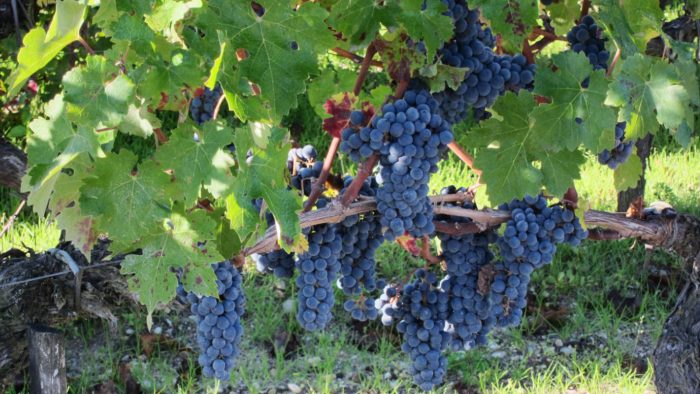 A simple guide to Bordeaux wine | The French Atlantic Coast